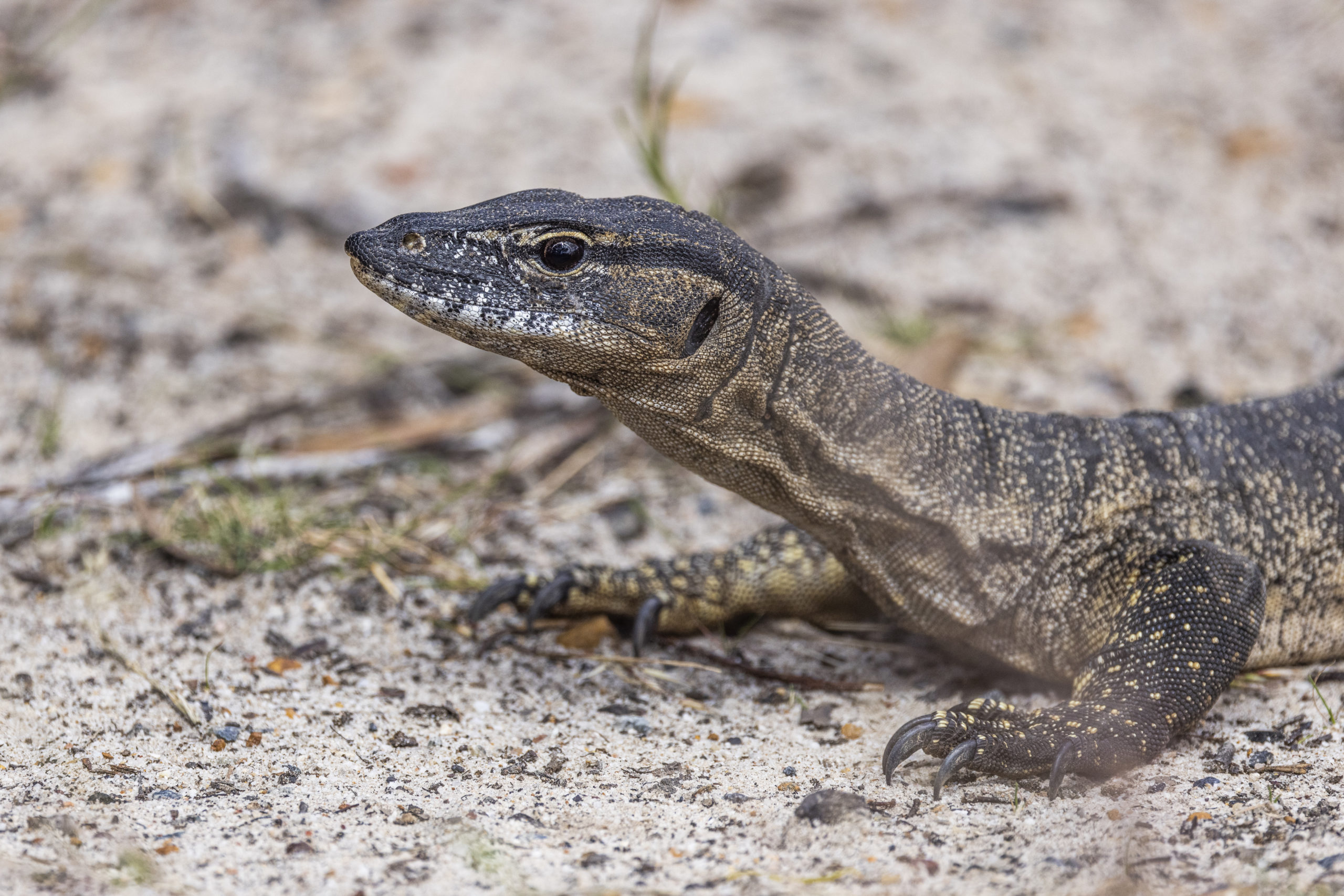 Our Partners - Friends of the Australian Bush Heritage Fund